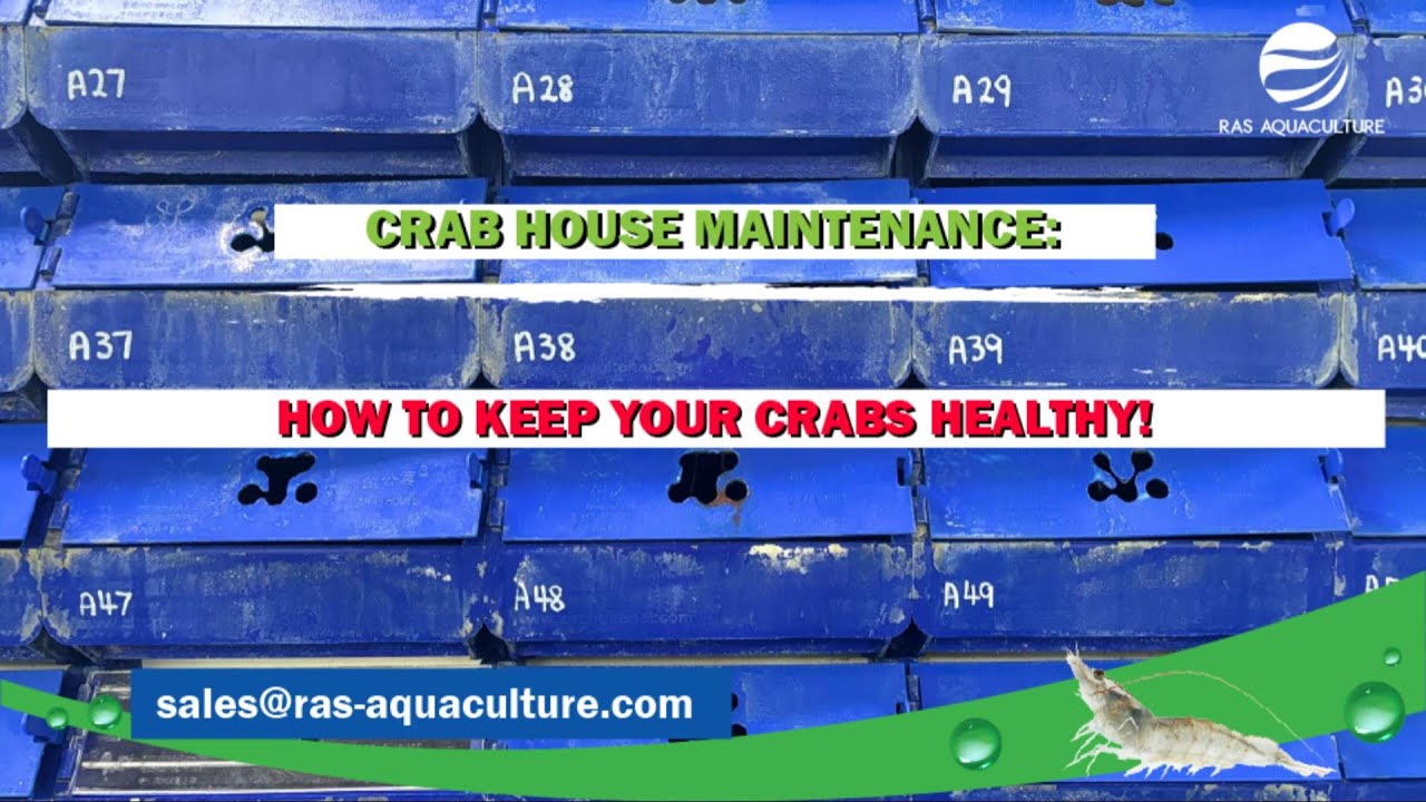 CRAB HOUSE MAINTENANCE: HOW TO KEEP YOUR CRABS HEALTHY! - YouTube