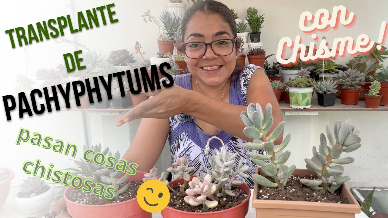 TRANSPLANTE PACHYPHYTUM con chisme y cosas chistosas #suculentas # ...