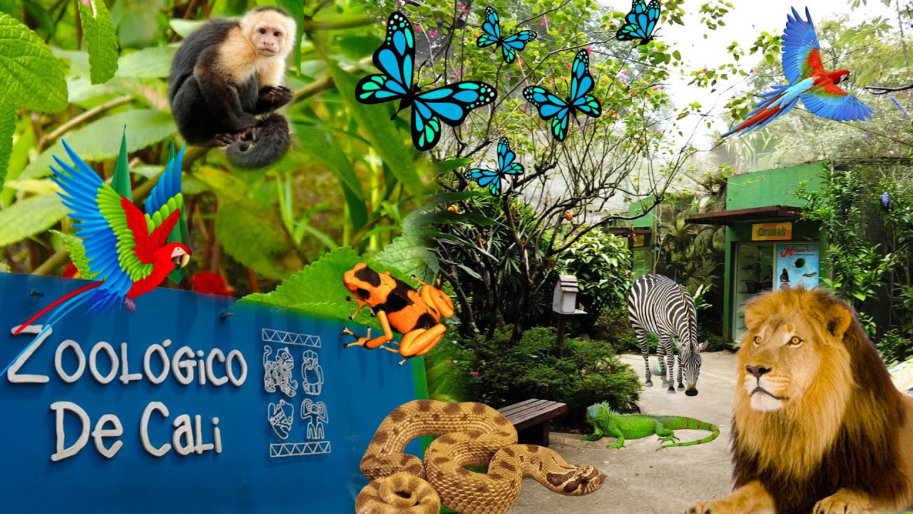 Conoce el Maravilloso Zoológico de Cali - YouTube