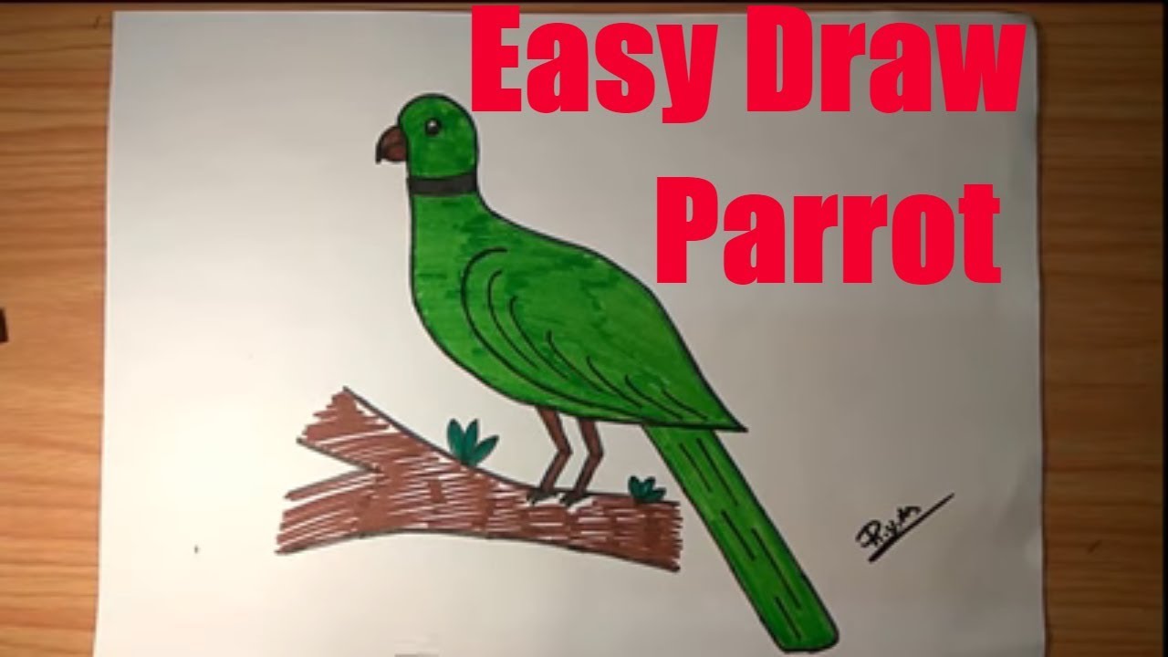 How to Draw Parrot for Kids - YouTube