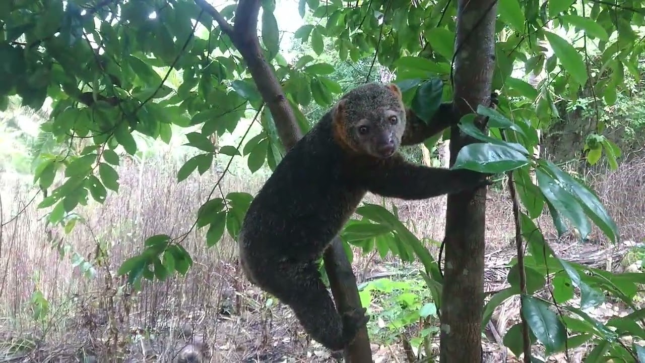 KUSKUS BERUANG, HEWAN ENDEMIK SULAWESI YANG HAMPIR PUNAH - YouTube