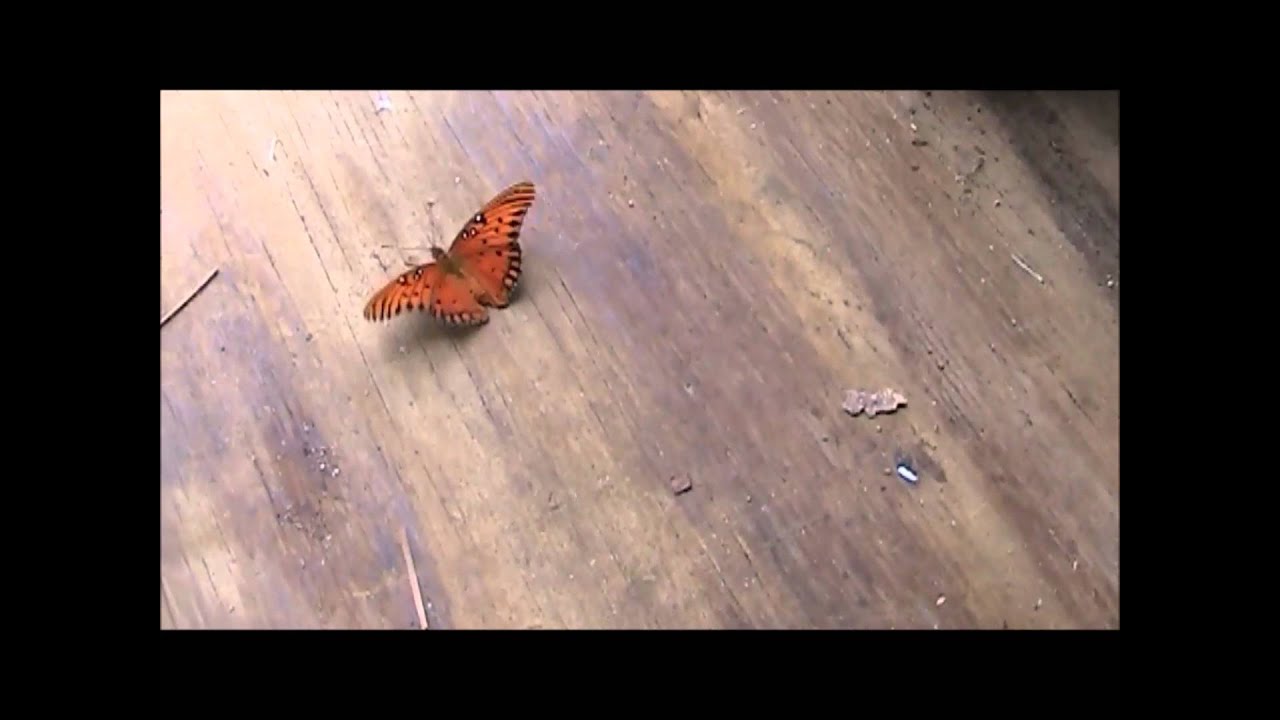 Butterfly's First Flight- Music: Jessica Comeau, "Phrygian Sunrise" on ...
