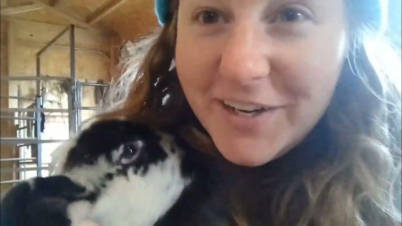 How to Tail Dock & Castrate a Lamb | Band Method - YouTube