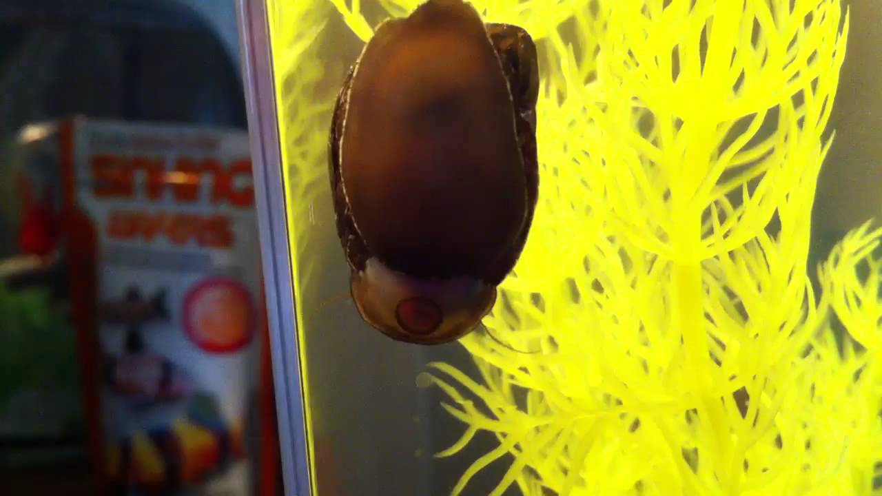 Zion The Zebra Snail - YouTube