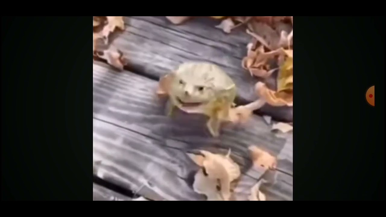 jumpin frog meme - YouTube