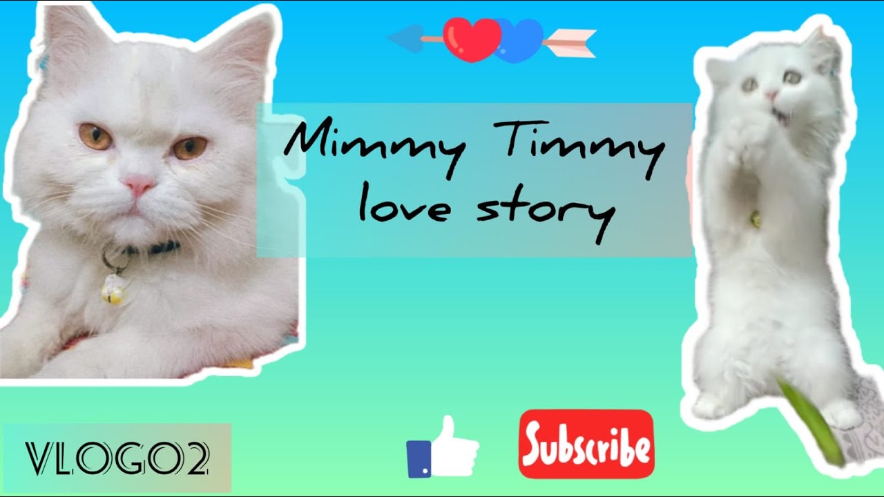 Mimmy Timmy love story || vlog02 || Persian cats couple|| life of advo_cat - YouTube