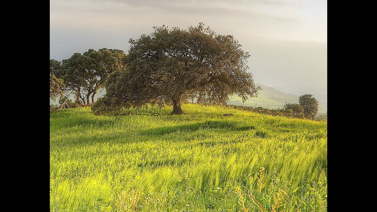 Ambiant Meadow sounds - YouTube