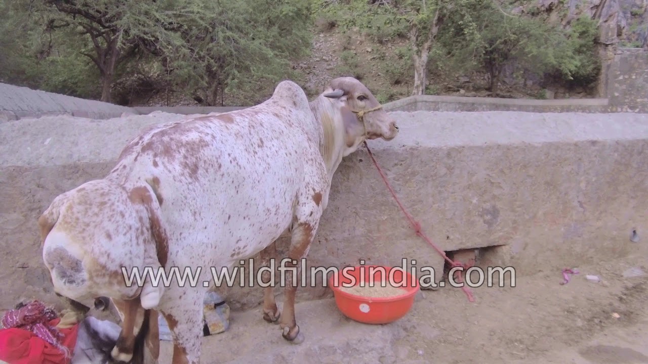 Freak Cow with two legs hanging out of its bum - YouTube