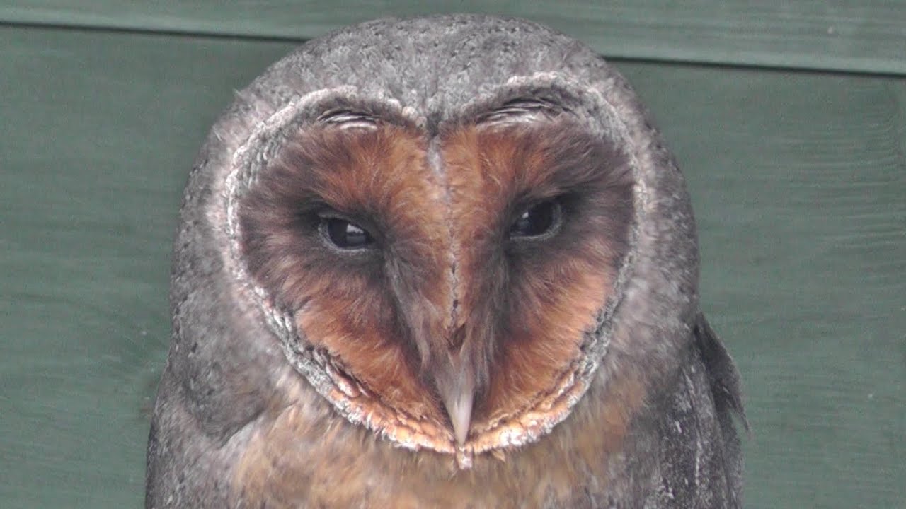 Black Barn Owl in Cornwall - YouTube