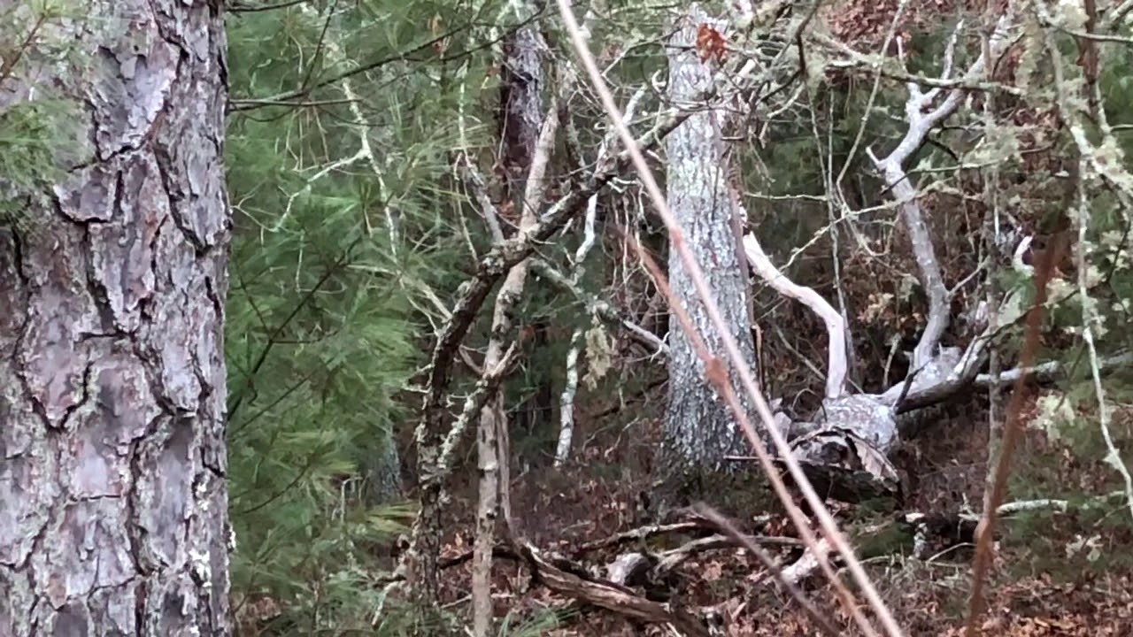 Bigfoot Tree Leans, X’s, And Blinds, Oh My! Bigfoot Sign on Cape Cod ...