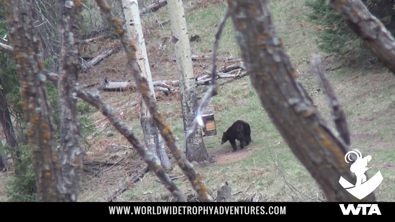 ARIZONA WHITE MOUNTAIN APACHE BLACK BEAR HUNTING - YouTube