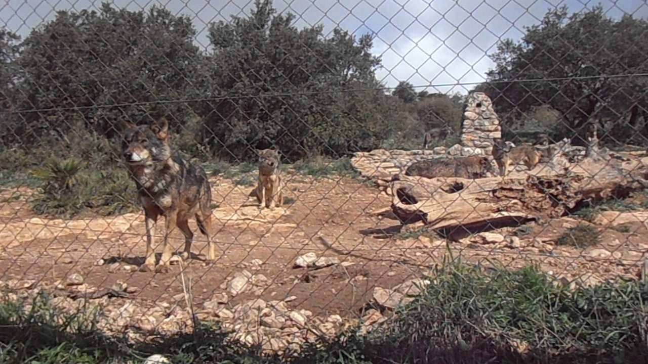 Lobo español, ibérico: Canis lupus signatus - YouTube