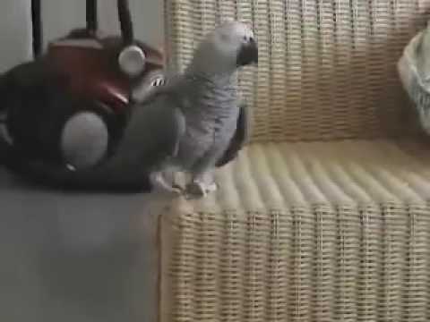 04 THE African Grey! Ruby, The Swearing Parrot X Rated Parrot SATURDAY ...