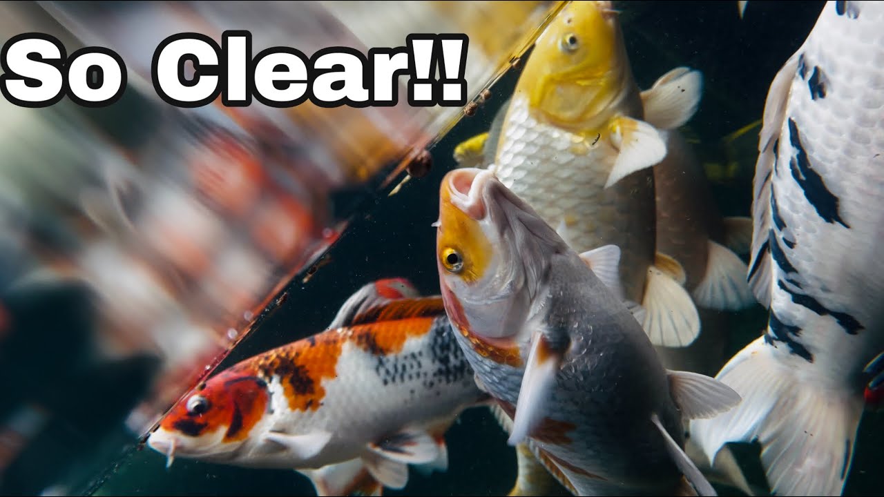 High Def With Expen$ive Koi Worth Thousand$! | Under Water | Oddly ...