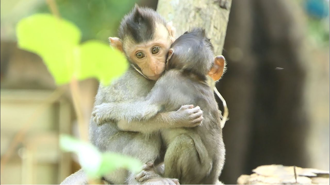 Who Is Best Friend Of Baby Monkey Misty? Who Almost Get Close Follow Up ...