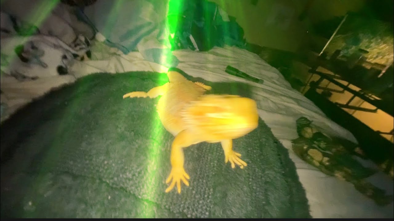 bearded dragon dancing part 3 - YouTube