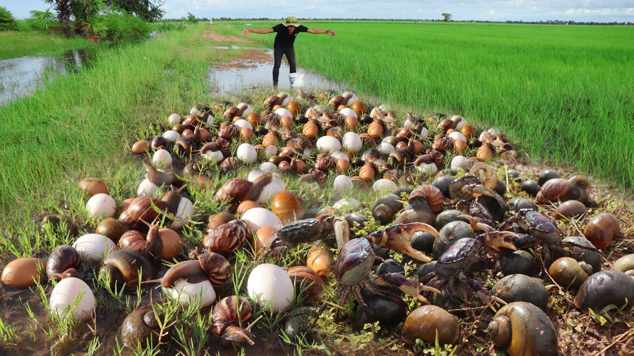 Top fishing in the fields! collection best fishing snails crap and ...