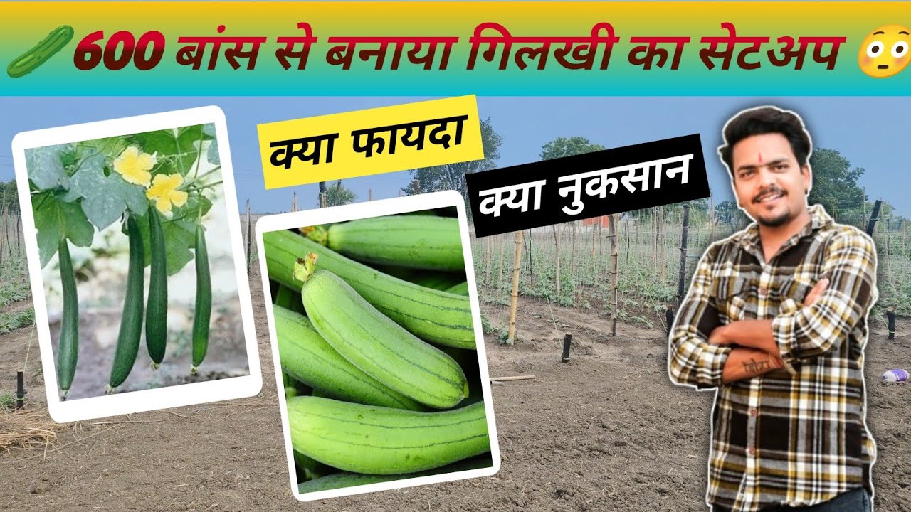 गिलकी की खेती कैसे करें।गिलकी की खेती की जानकारी🥒🚜।How to cultivate ...