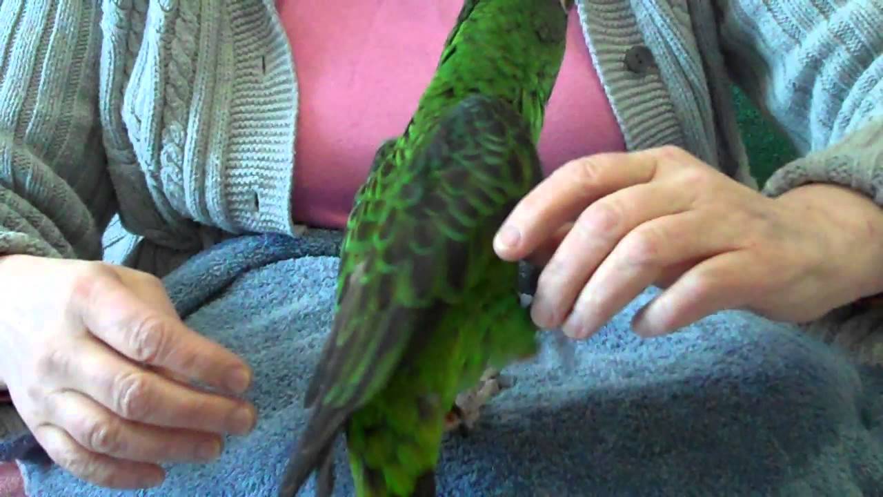 Basic Parrot Physical Exam - YouTube