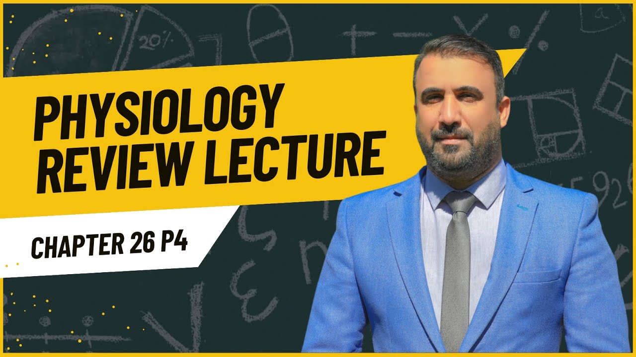 Review Lecture in Physiology Chapter 26 (part 4) - YouTube