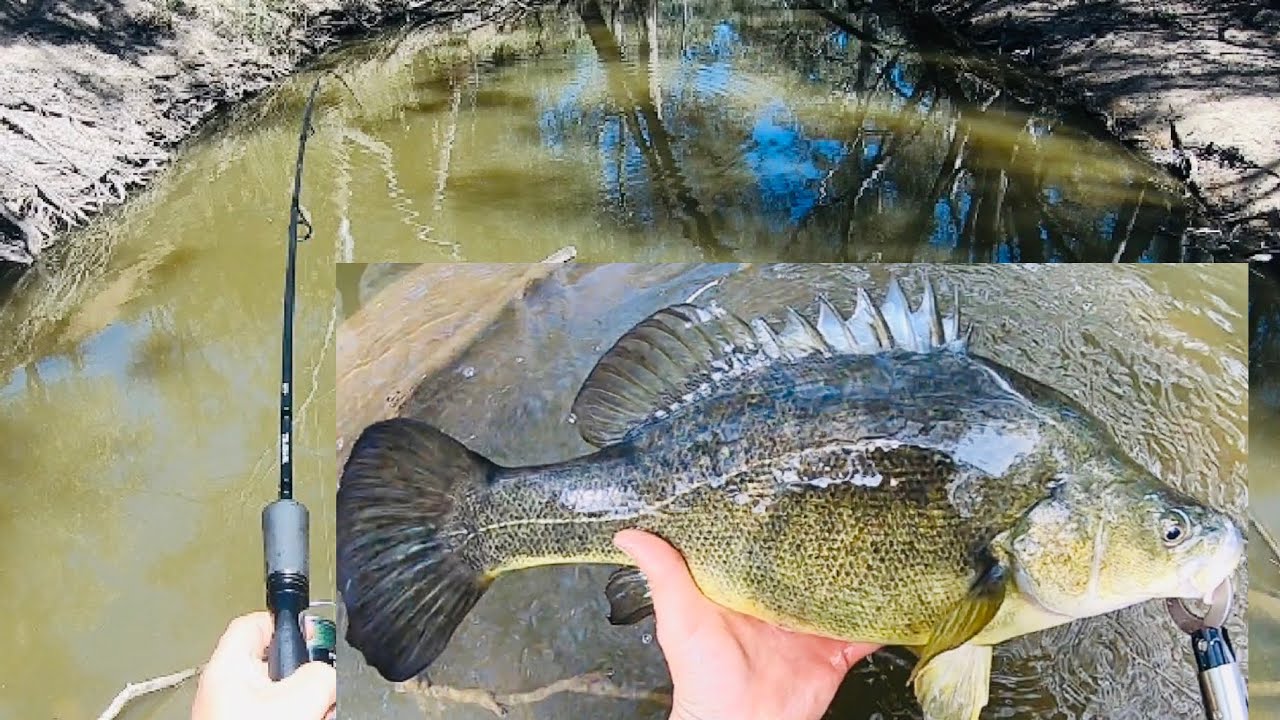 Fishing a Tiny Creek for BIG Yellowbelly plus Bonus Video - YouTube