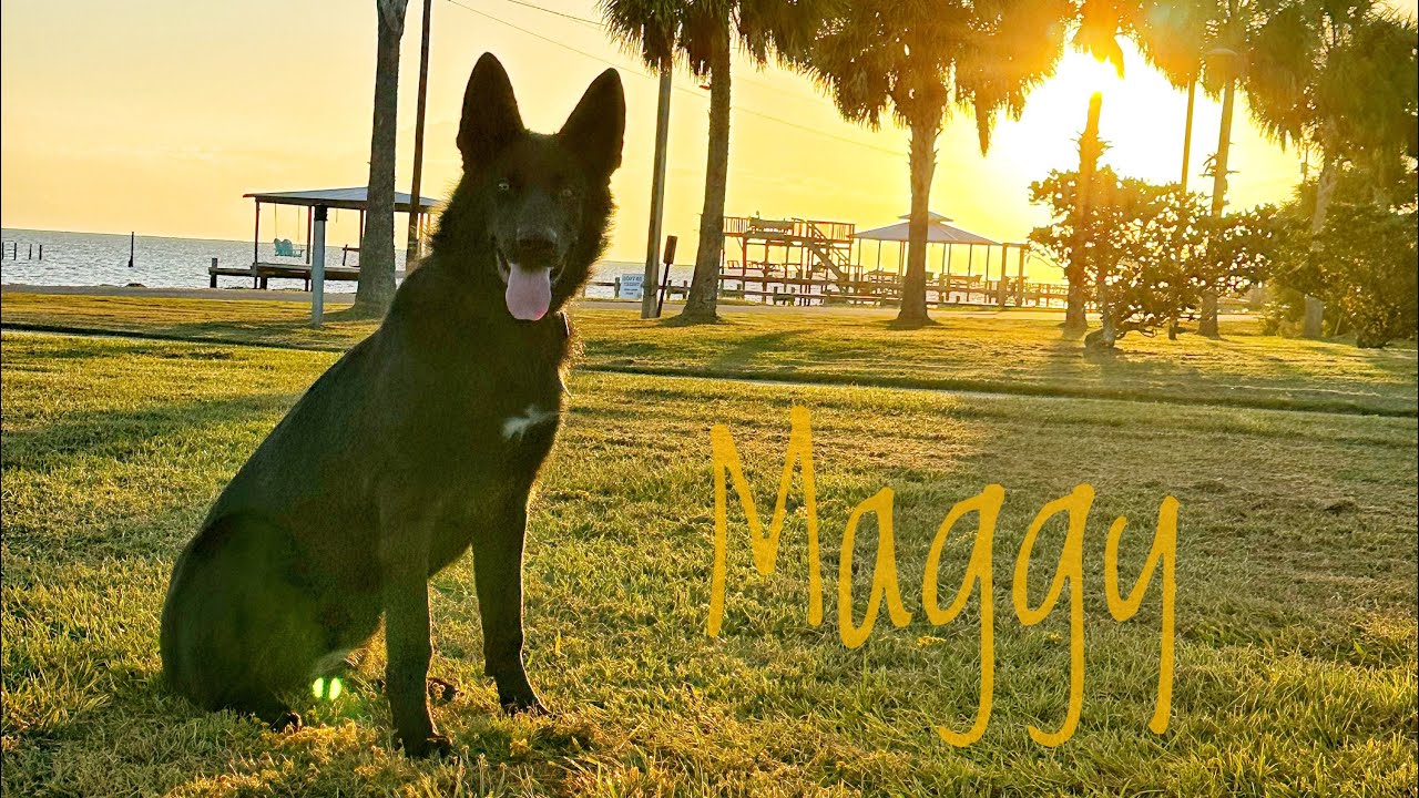 6mo German Shepherd(Maggy)| 2 Week Board and Train | Best Dog Trainers ...