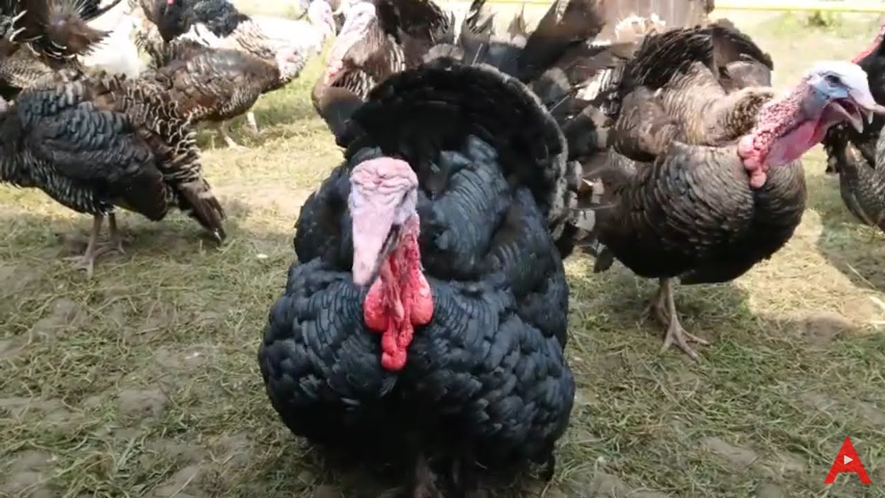 Turkey Bird | Wild Turkey Farm | Tarki Murgi Palon | Pet Turkey Al ain ...