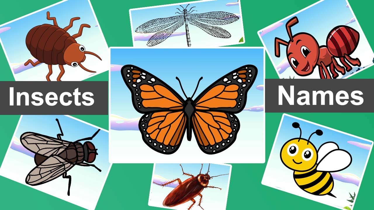 Learn Insects Names | Names Of Insects | For Kids | Kids Learn Point ...