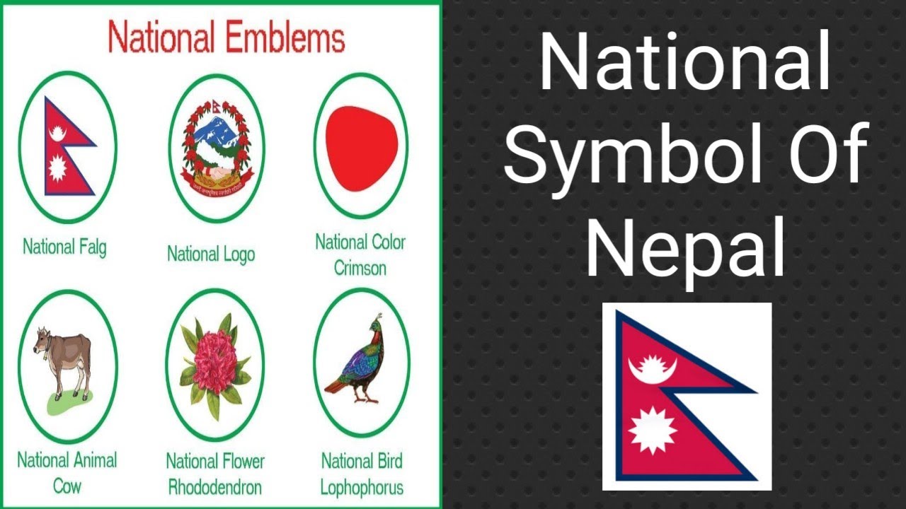 National symbol of Nepal | नेपाल को राष्ट्रीय पहिचान | सोशल स्टडी - YouTube