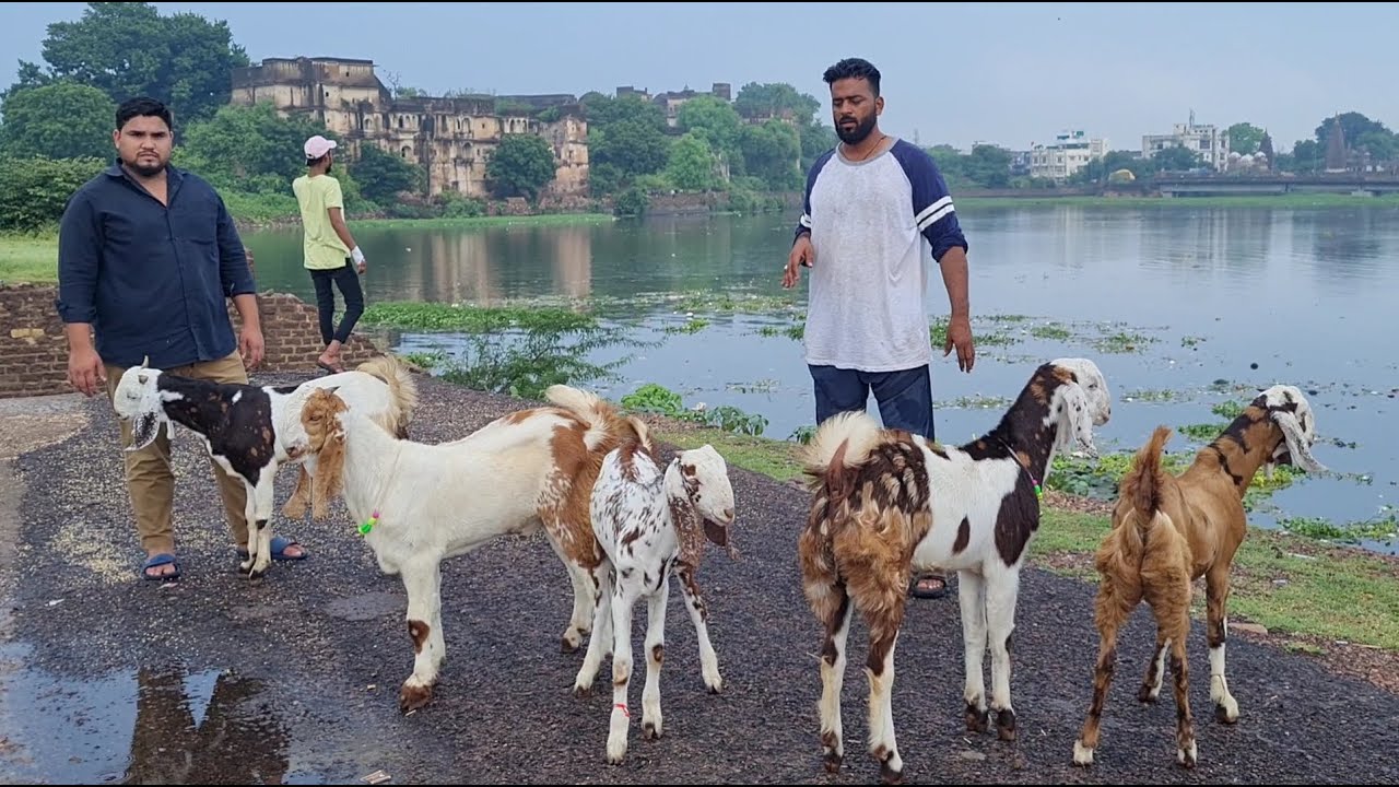 Masha allah new classic goat lot mewati gujri totapari start demand ...