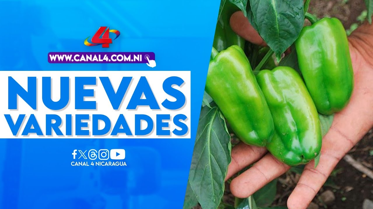 INTA presenta avances de investigación en la producción de nuevas ...