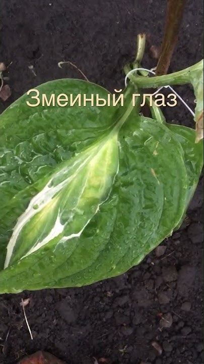 «Змеиный глаз» хоста - YouTube