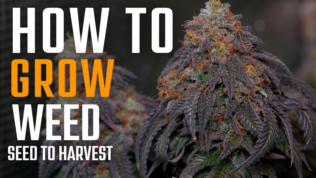 How to Grow Weed in Living Soil | Seed to Harvest Guide - YouTube