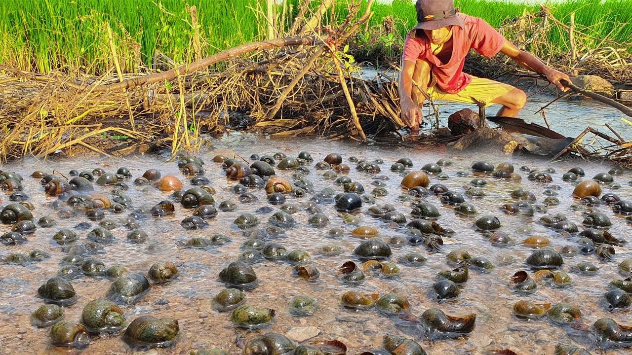 top video fishing! a fisherman catch a lots of snail crab clam under ...