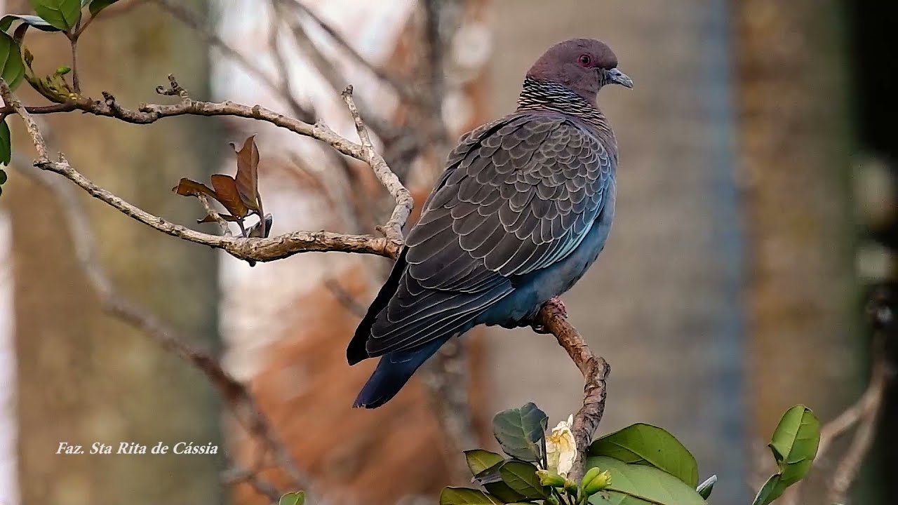 ASA-BRANCA (PATAGIOENAS PICAZURO), PICAZURO PIGEON, Pomba-carijó, Pomba ...