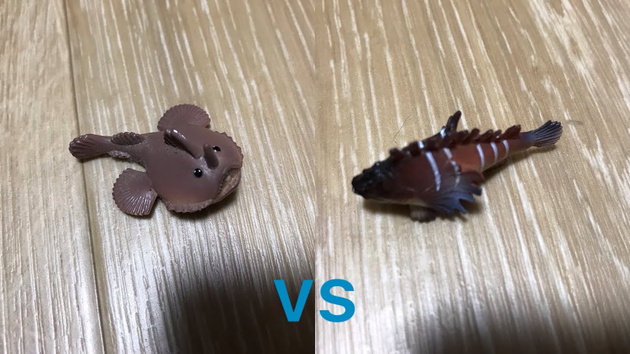 カサゴvsアンコウ Monkfish vs False kelpfish - YouTube