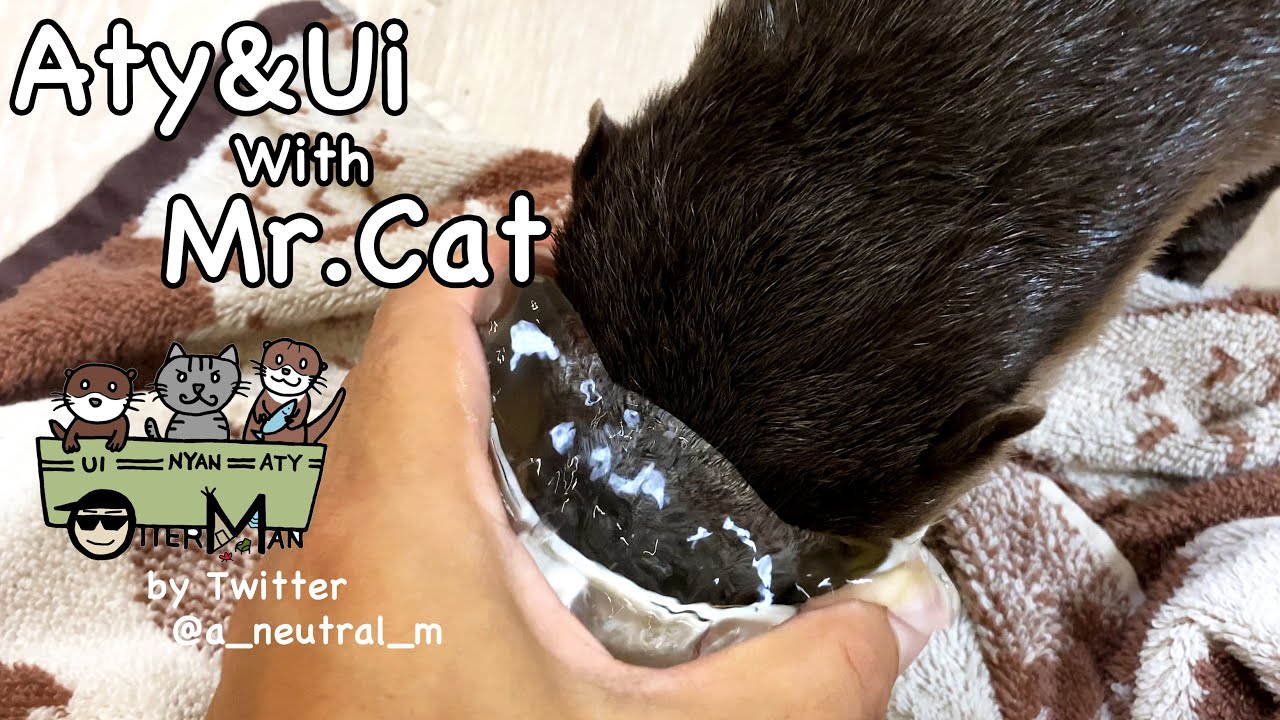 The otter who is incredibly bad at drinking water. [Otter life Day 590 ...