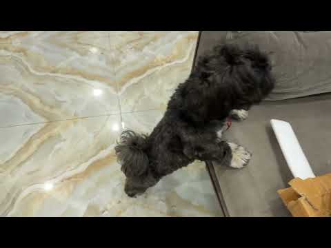 Bruno ki Mumma Kho gayi