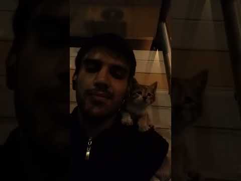 My new very little cat.❤️ | Suleiman Hajizadeh