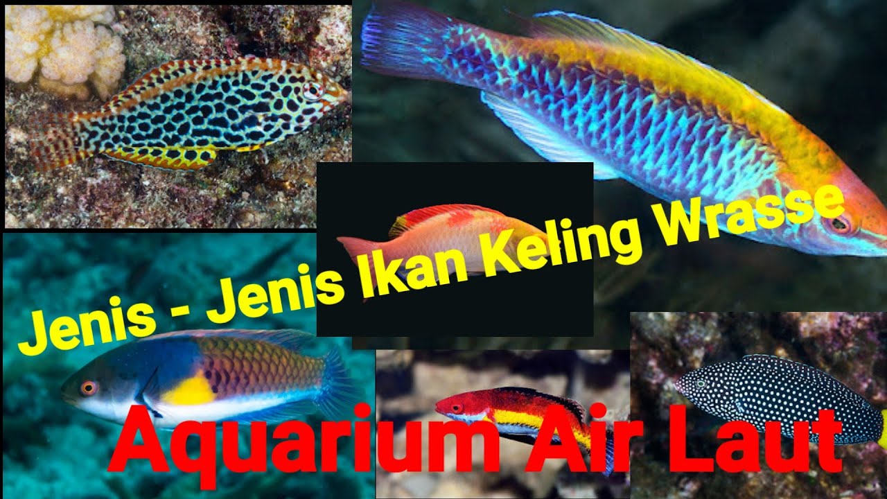 Jenis-jenis Ikan Keling/Wrasse Asli Perairan Indonesia II Aquarium Air ...
