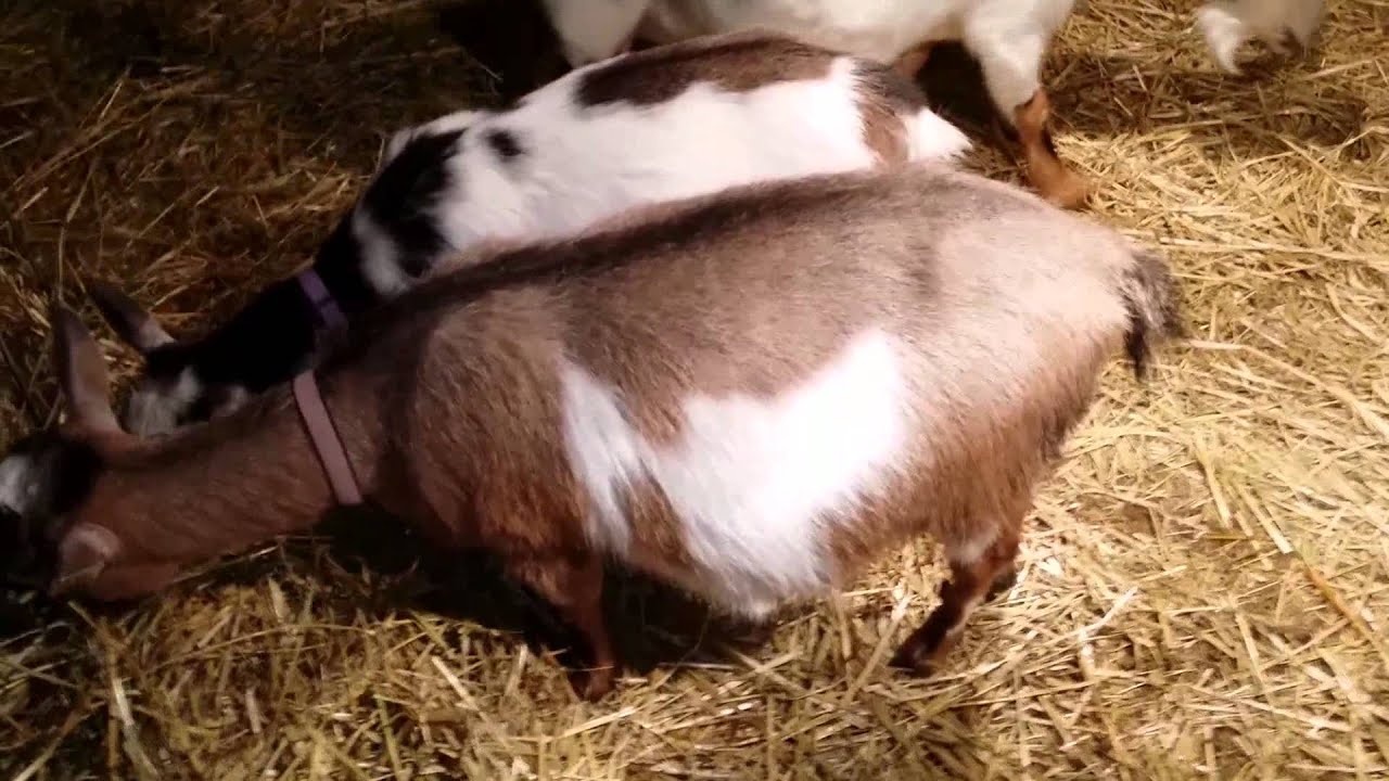 Goat Update 3/13/15 - YouTube