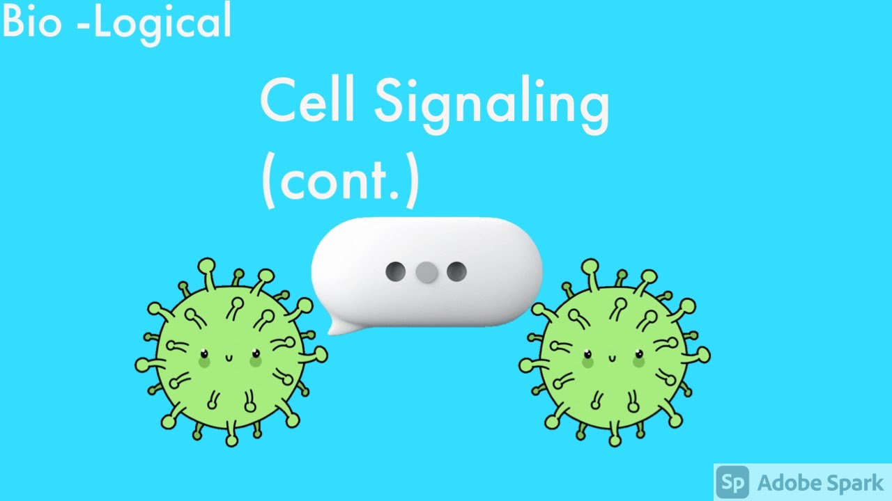 Cell Signaling Continued: Reception, Transduction and Response and the ...