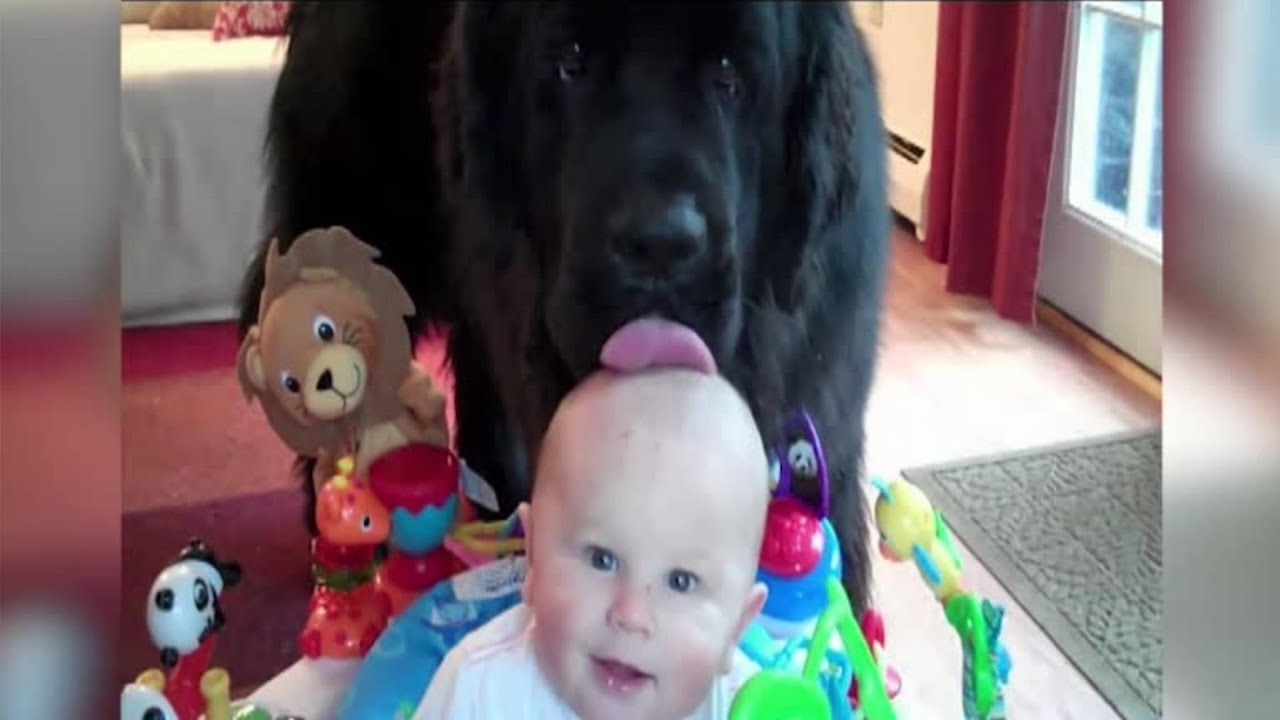 Cute Animals for When You are Stressed Compilation #13 - World Amazing ...
