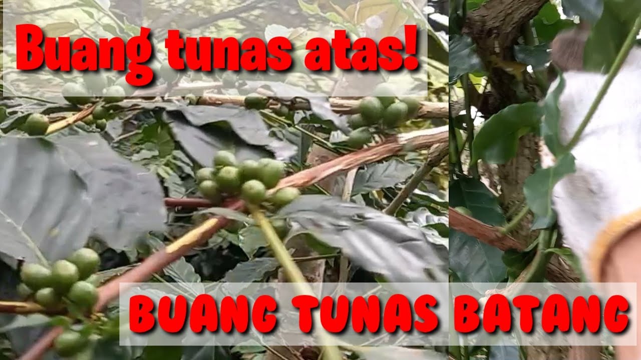 wiwilan buang tunas batang dan tunas atas kopi - YouTube