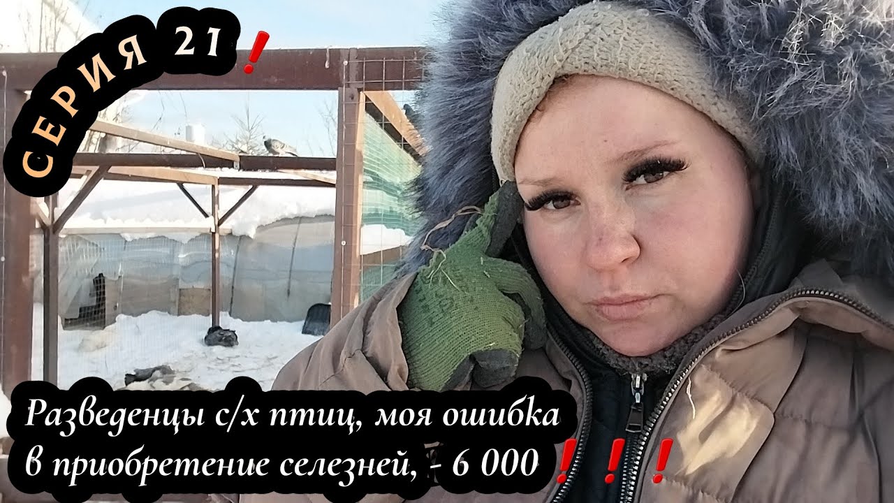 Не повторяйте моей ошибки, наткнулась на разведенцев с/х птицы. Минус 6 ...