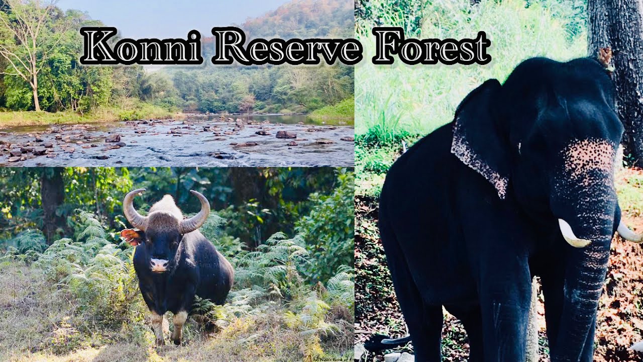 Drive to Konni Reserve Forest | Konni Eco Tourism | Konni Reserve ...