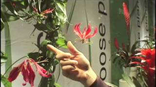 TPIE - Crimson Fire.mov