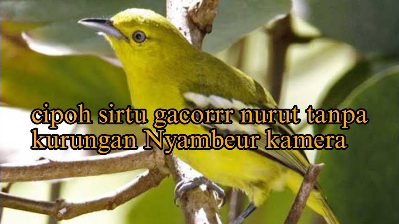 cipoh sirtu gacorrr nurut tanpa kurungan Nyambeur kamera - YouTube
