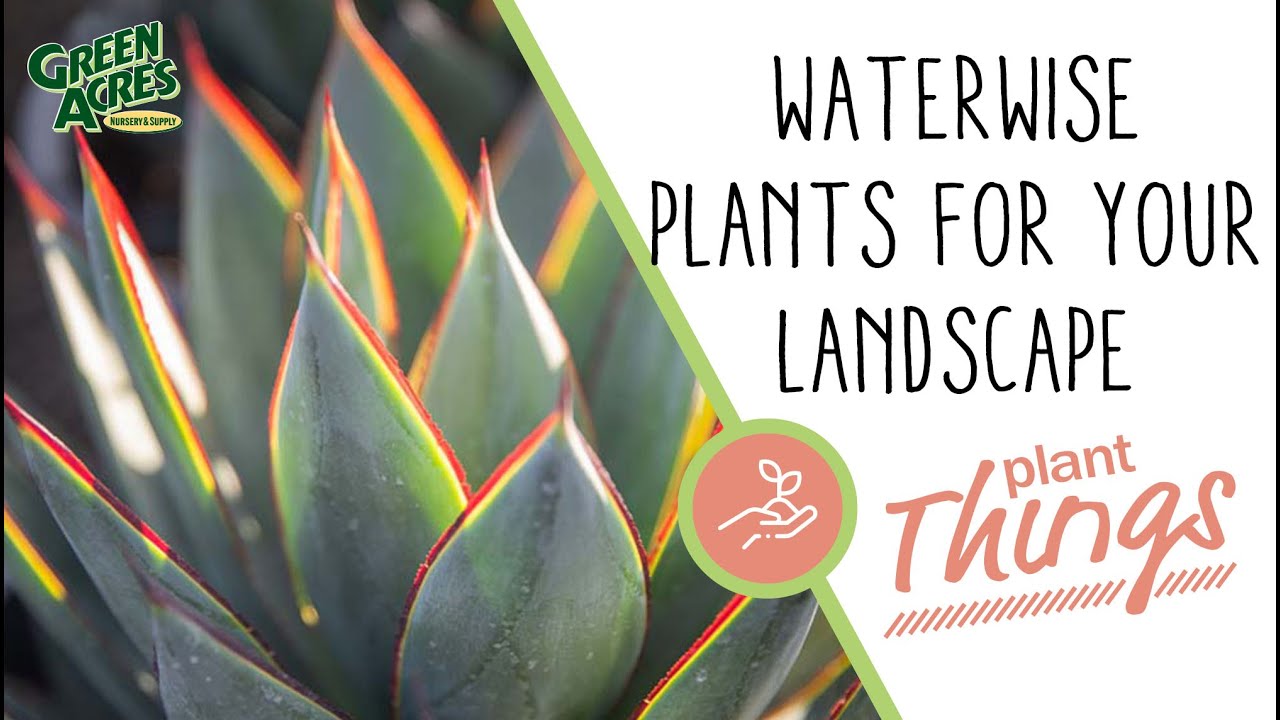 Top Waterwise Plants (Groundcover, Trees, Grasses and Shrubs) - YouTube
