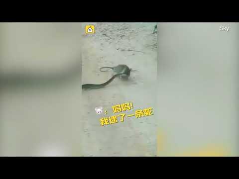 Unbelievable moment rat tries to 'eat a SNAKE' as it bites and drags ...